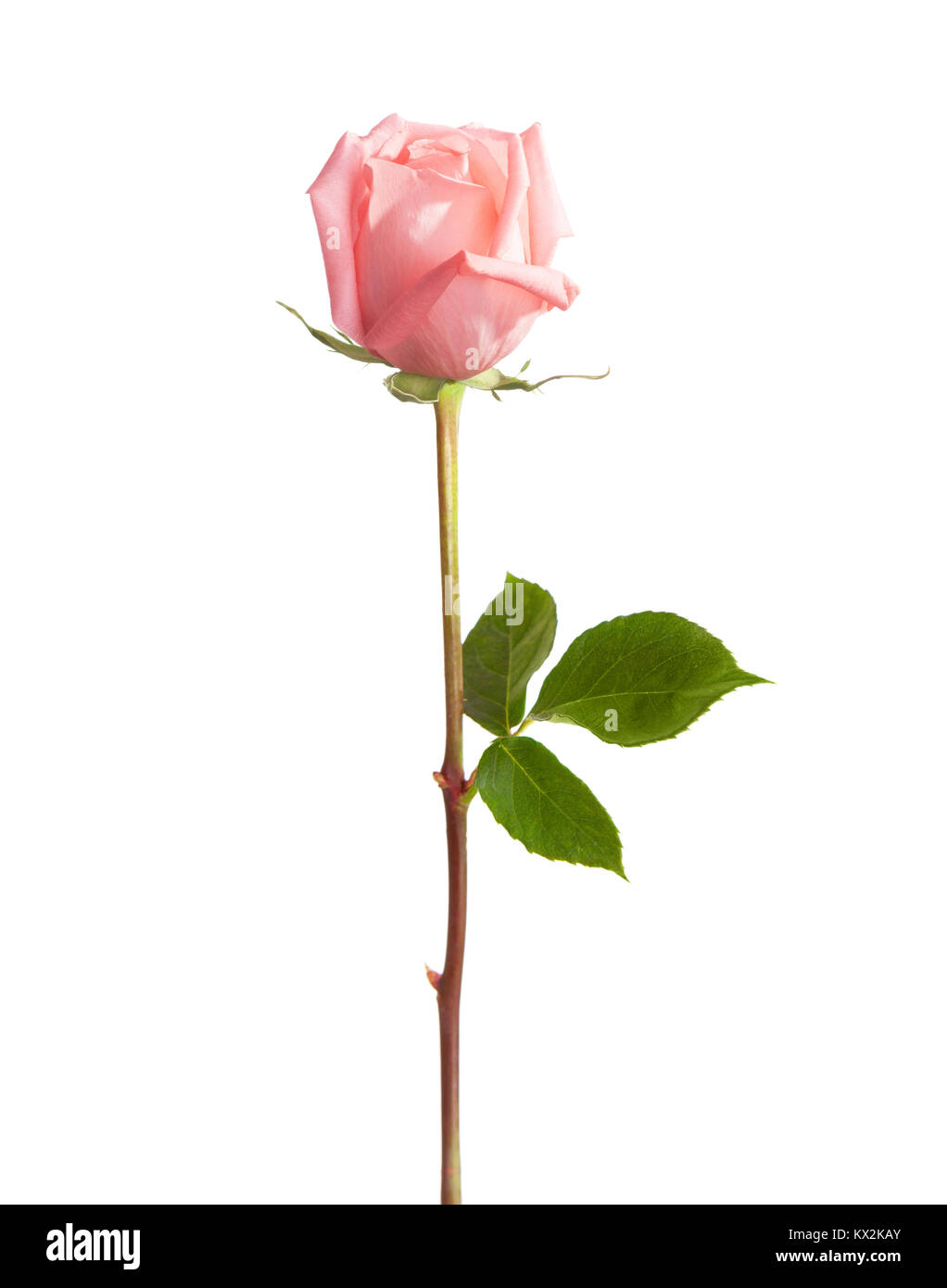 Light pink rose isolated on white background Stock Photo - Alamy