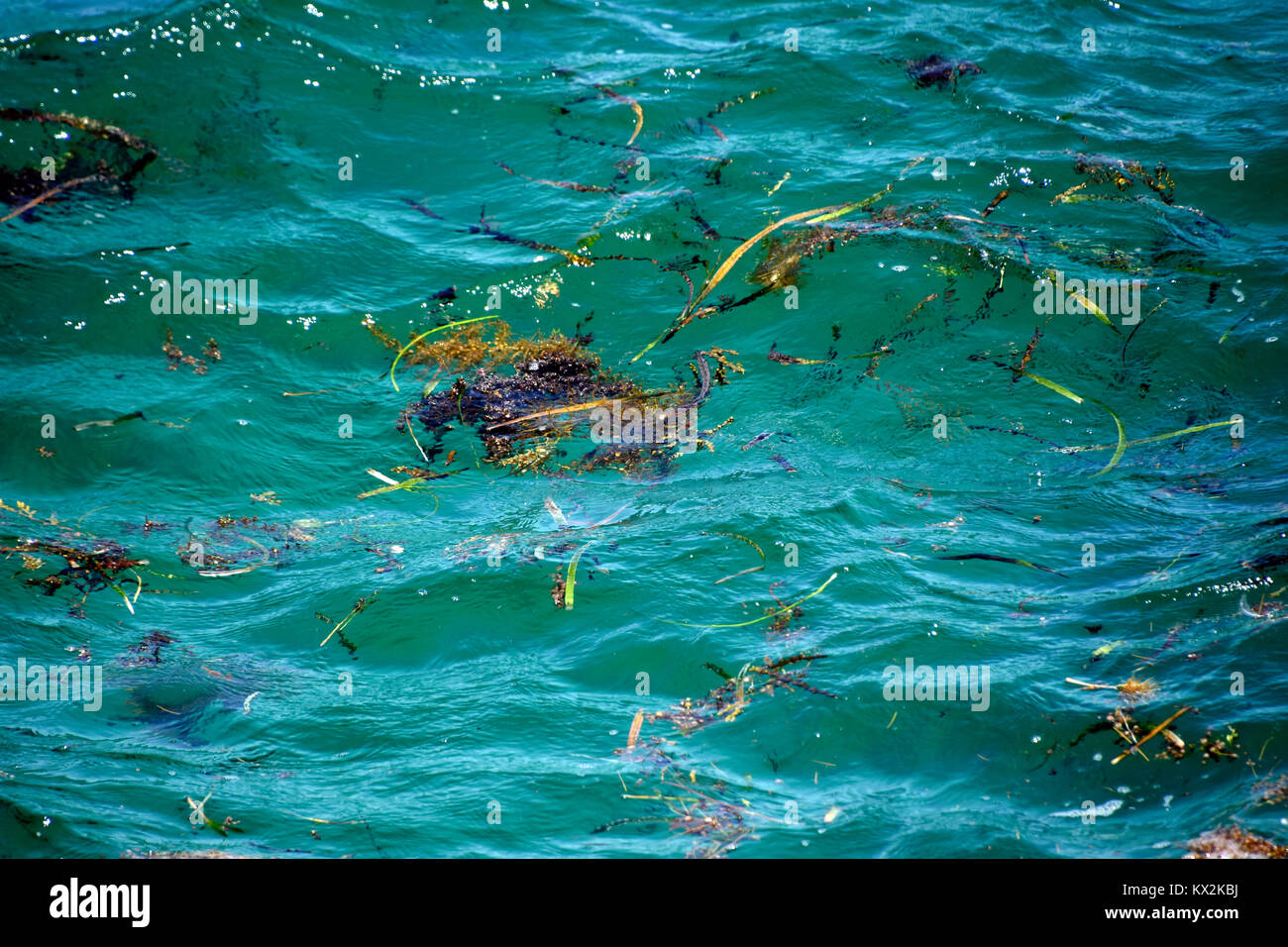 Australia water pollution hi-res stock photography and images - Alamy