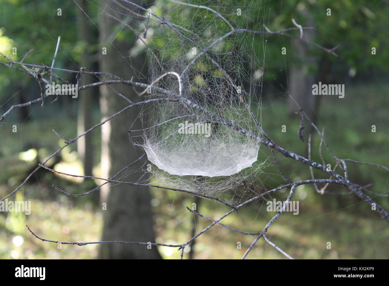 Web/nest in tree Stock Photo - Alamy