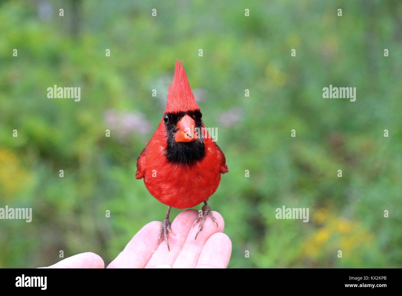 Northern Cardinal in hand Stock Photo - Alamy