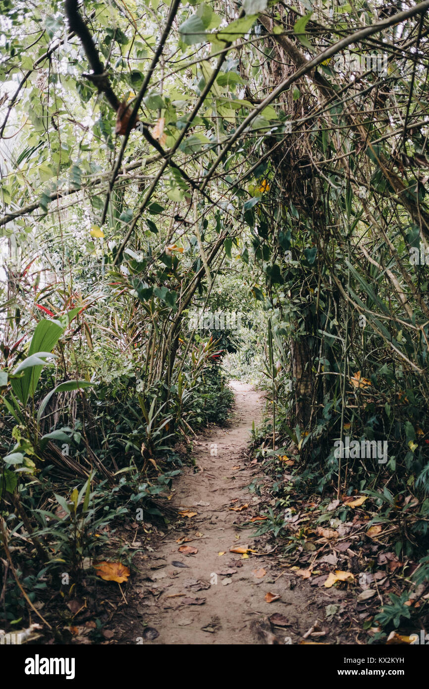 Sandy hiking trail at Cahuita National Park, Cahuita, Limón, Costa Rica ...