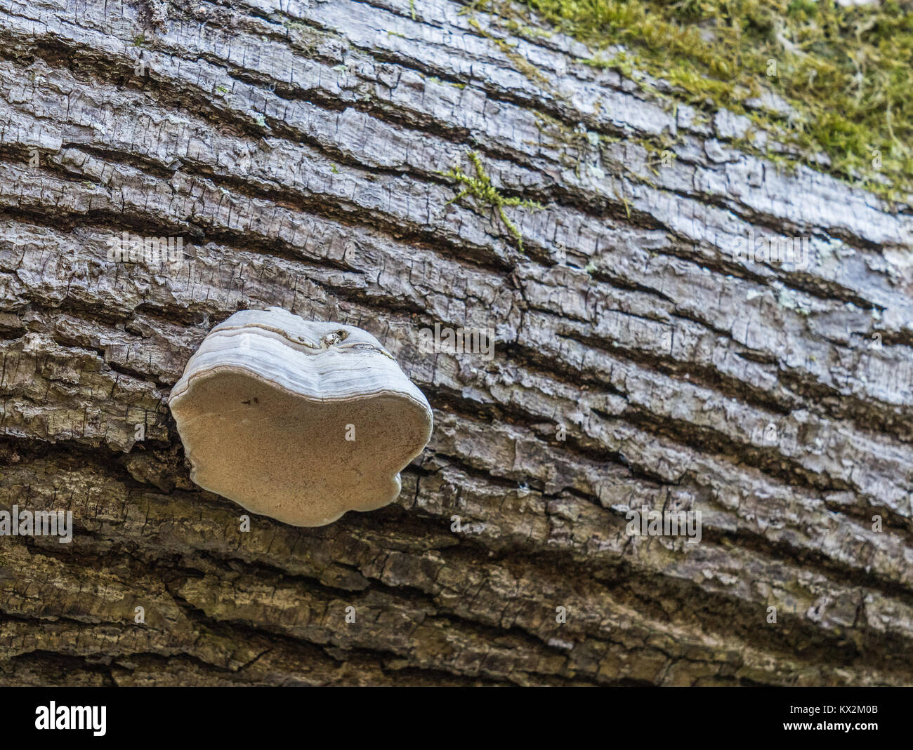 Parasite fungus growing on a tree trunk Stock Photo - Alamy