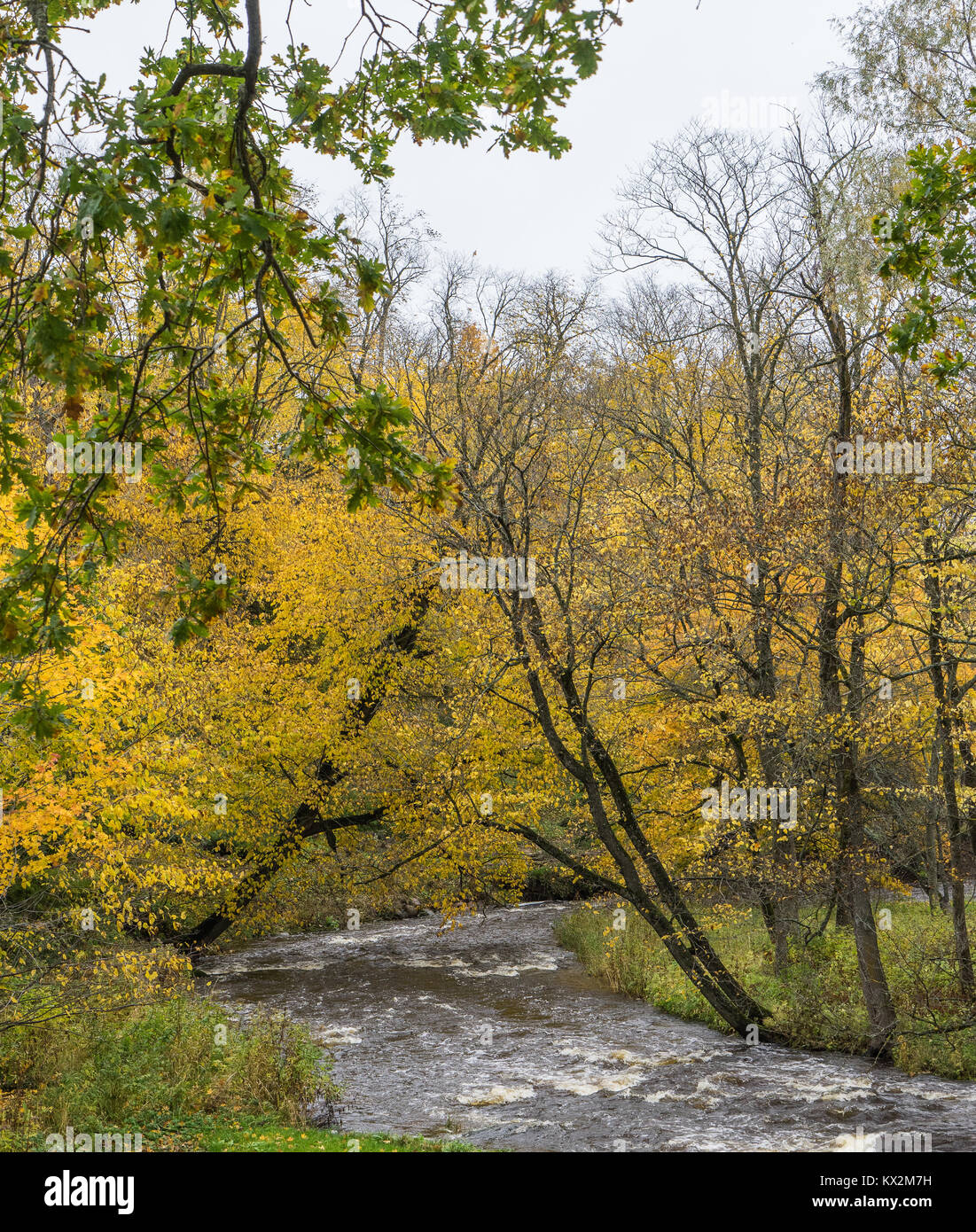 Autumn view in the park Stock Photo - Alamy
