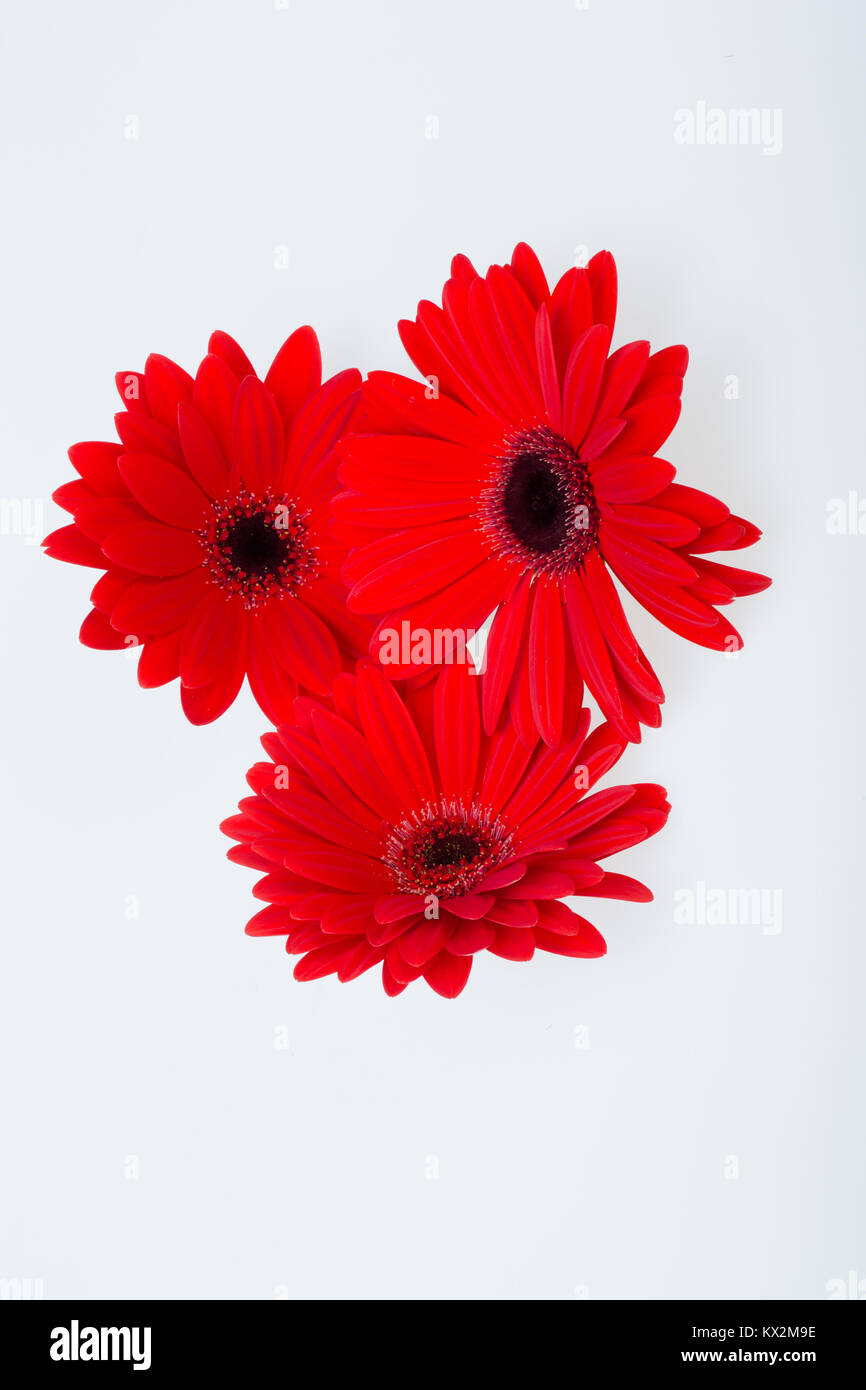 red gerbera daisy flower Stock Photo - Alamy