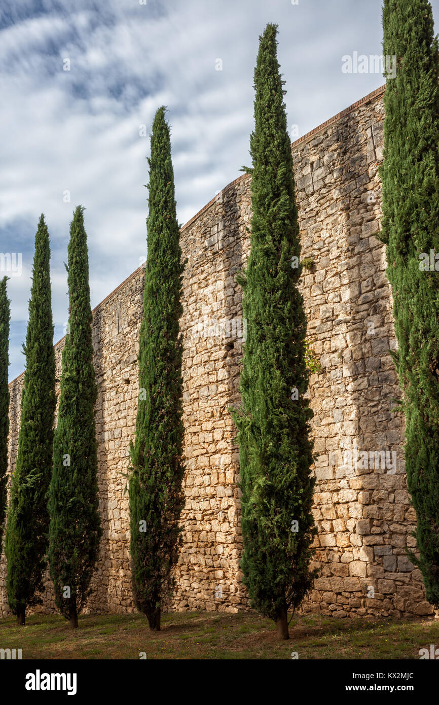 Tall evergreen trees along Passeig de la Muralla, old roman wall ...