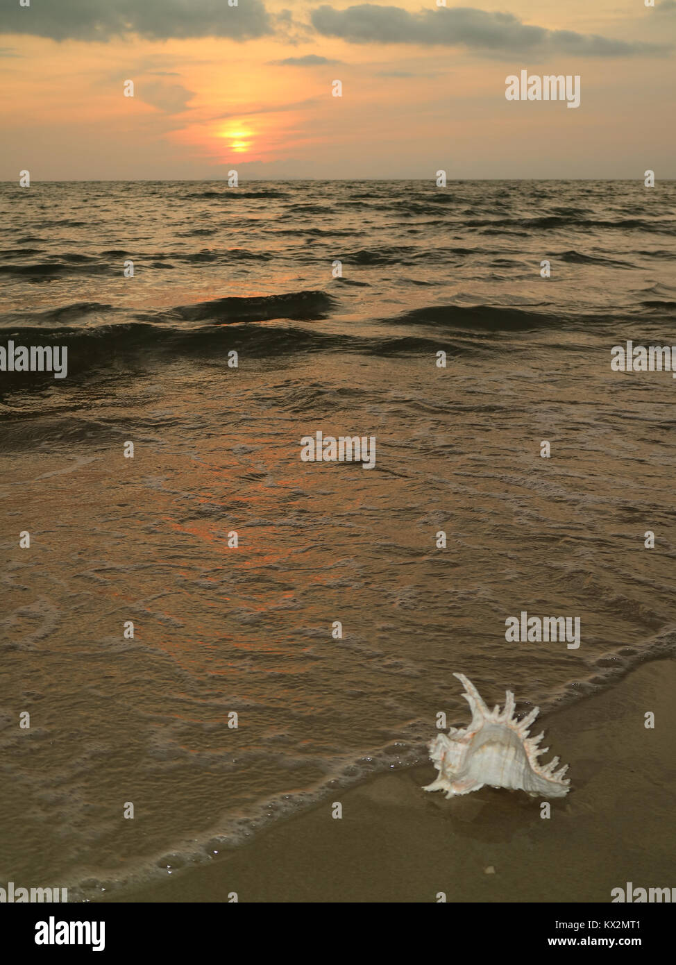 Seashell murex ramosus hi-res stock photography and images - Alamy