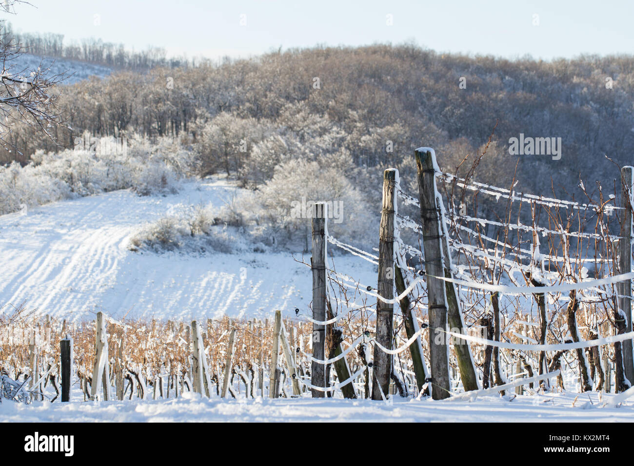 Snow winter cold frozen nature hi-res stock photography and images - Alamy