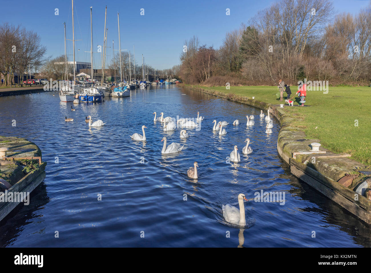 Swans on the Sankey canal at Spike Island on the river Mesrey at Widnes ...
