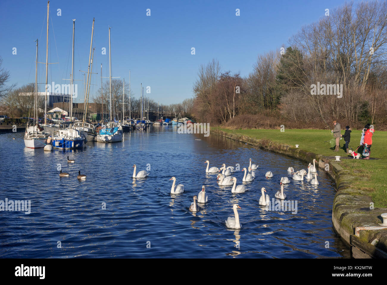 Swans on the Sankey canal at Spike Island on the river Mesrey at Widnes ...