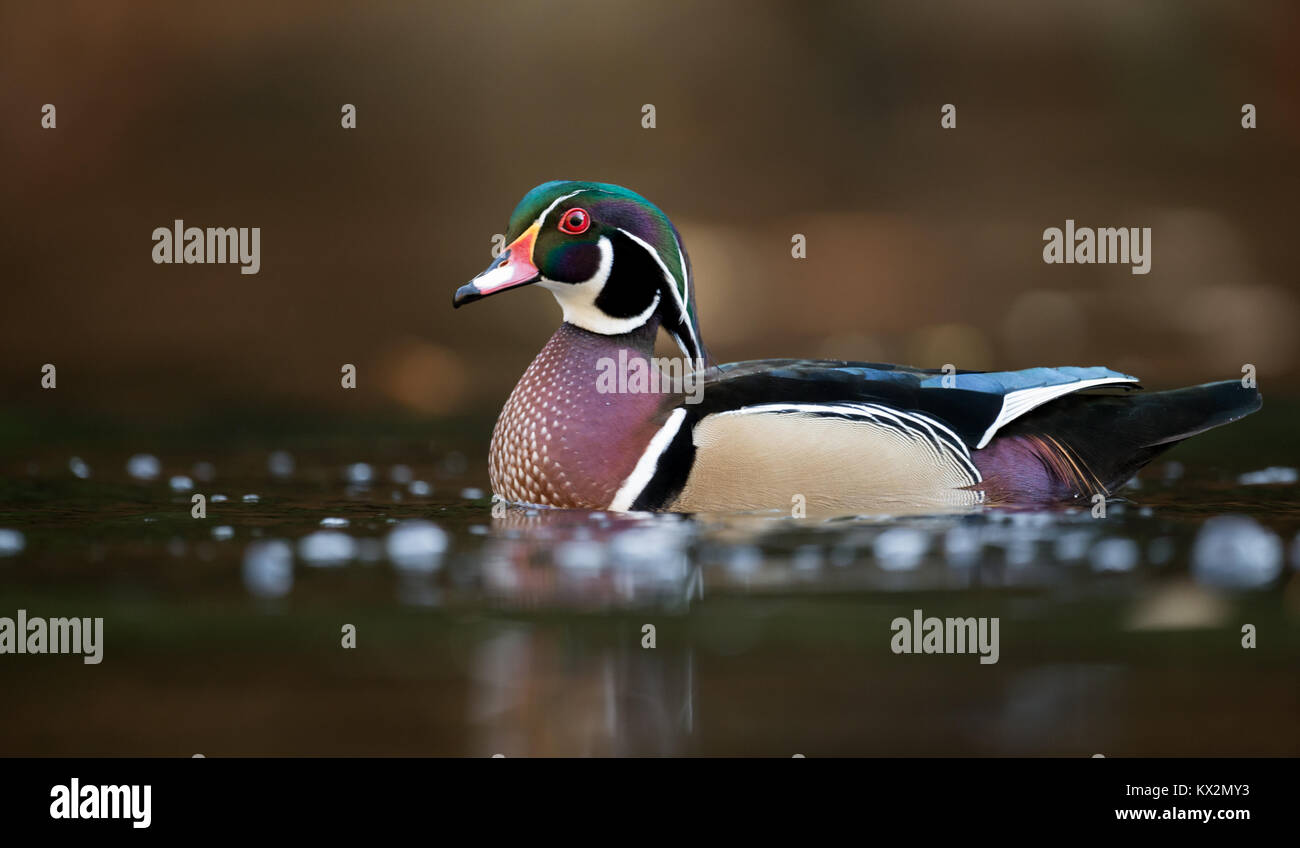 Florida duck hunting hi-res stock photography and images - Alamy