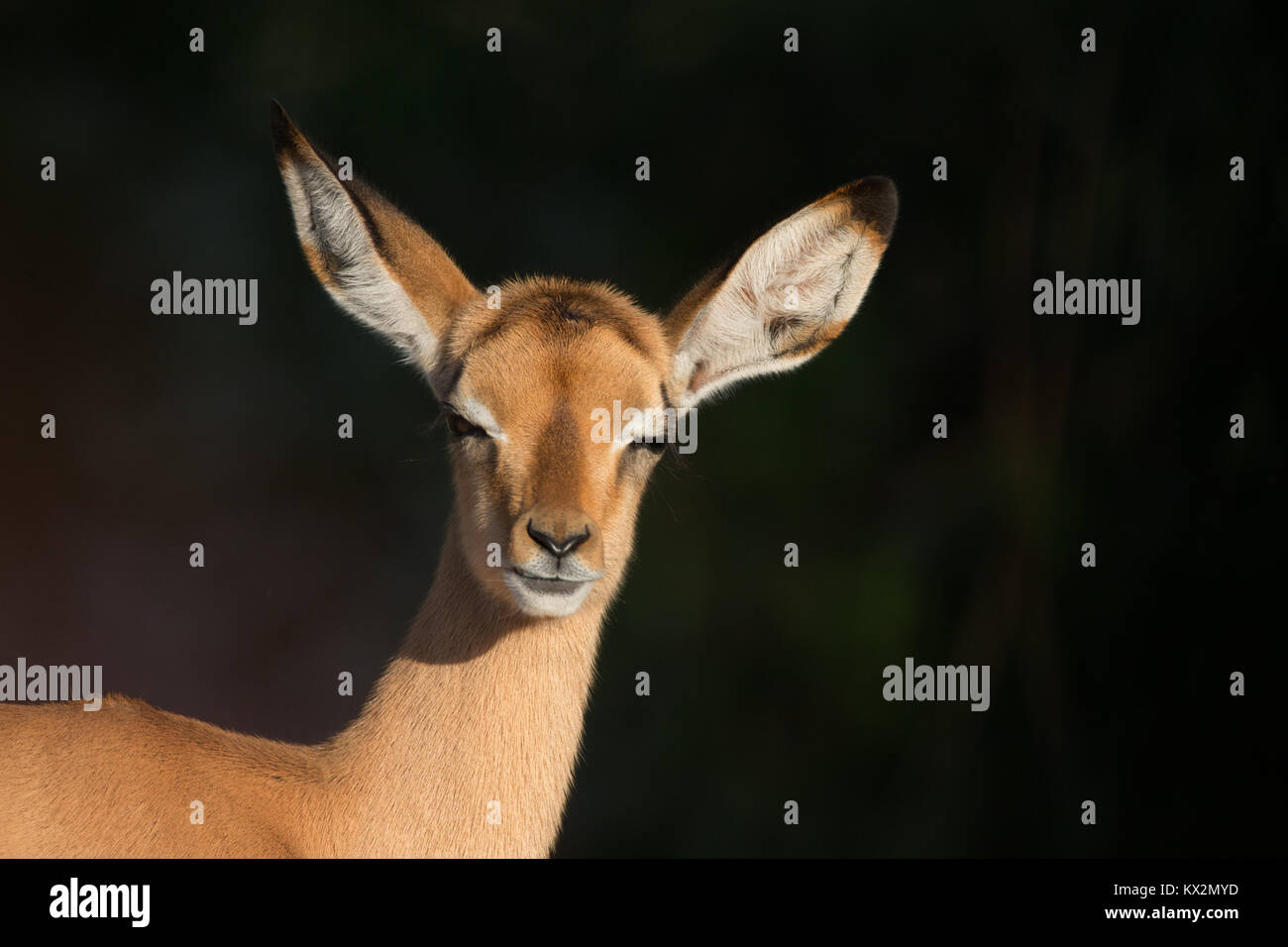 Cute Baby Animal Impala