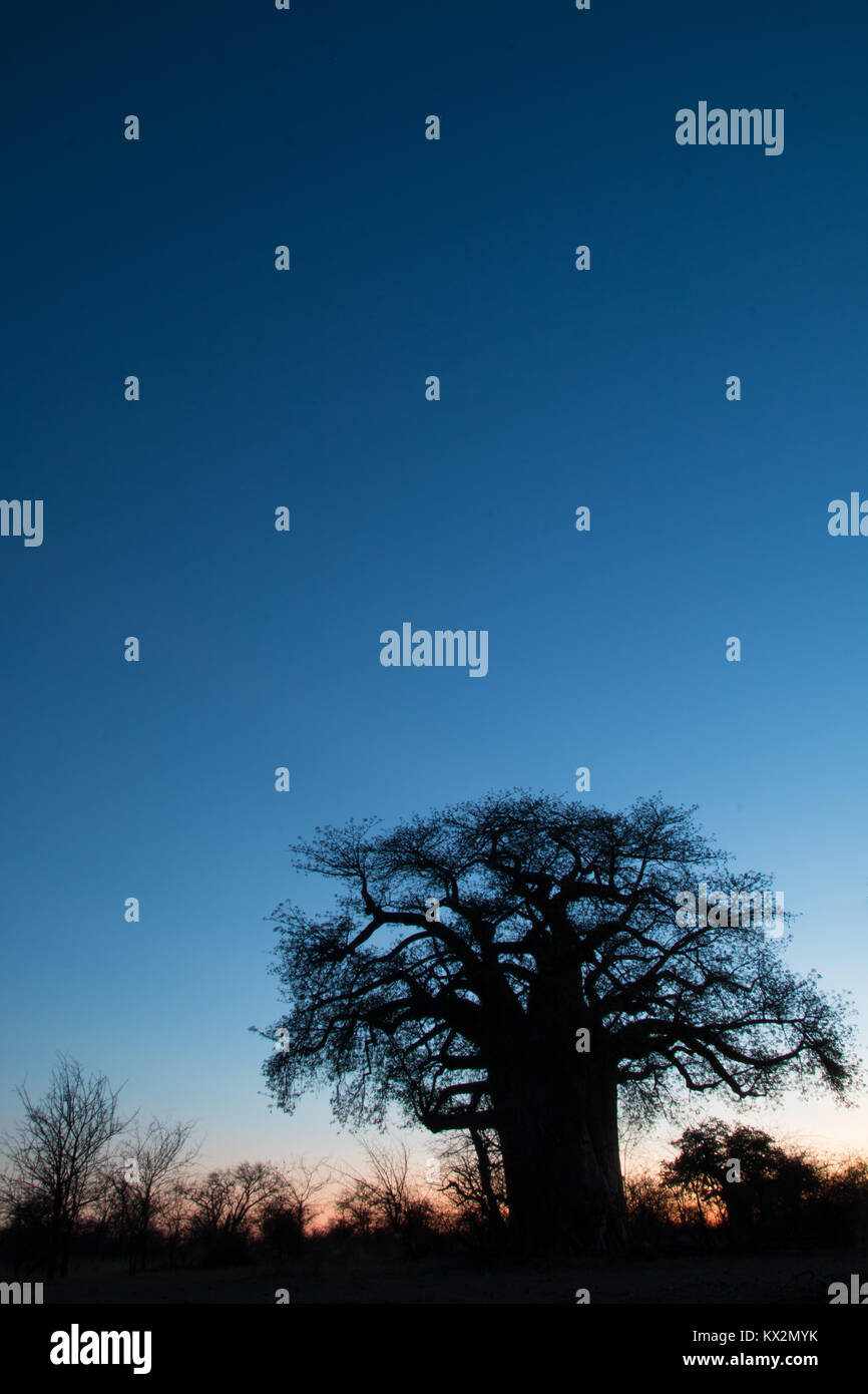 Tree gnarl hi-res stock photography and images - Alamy