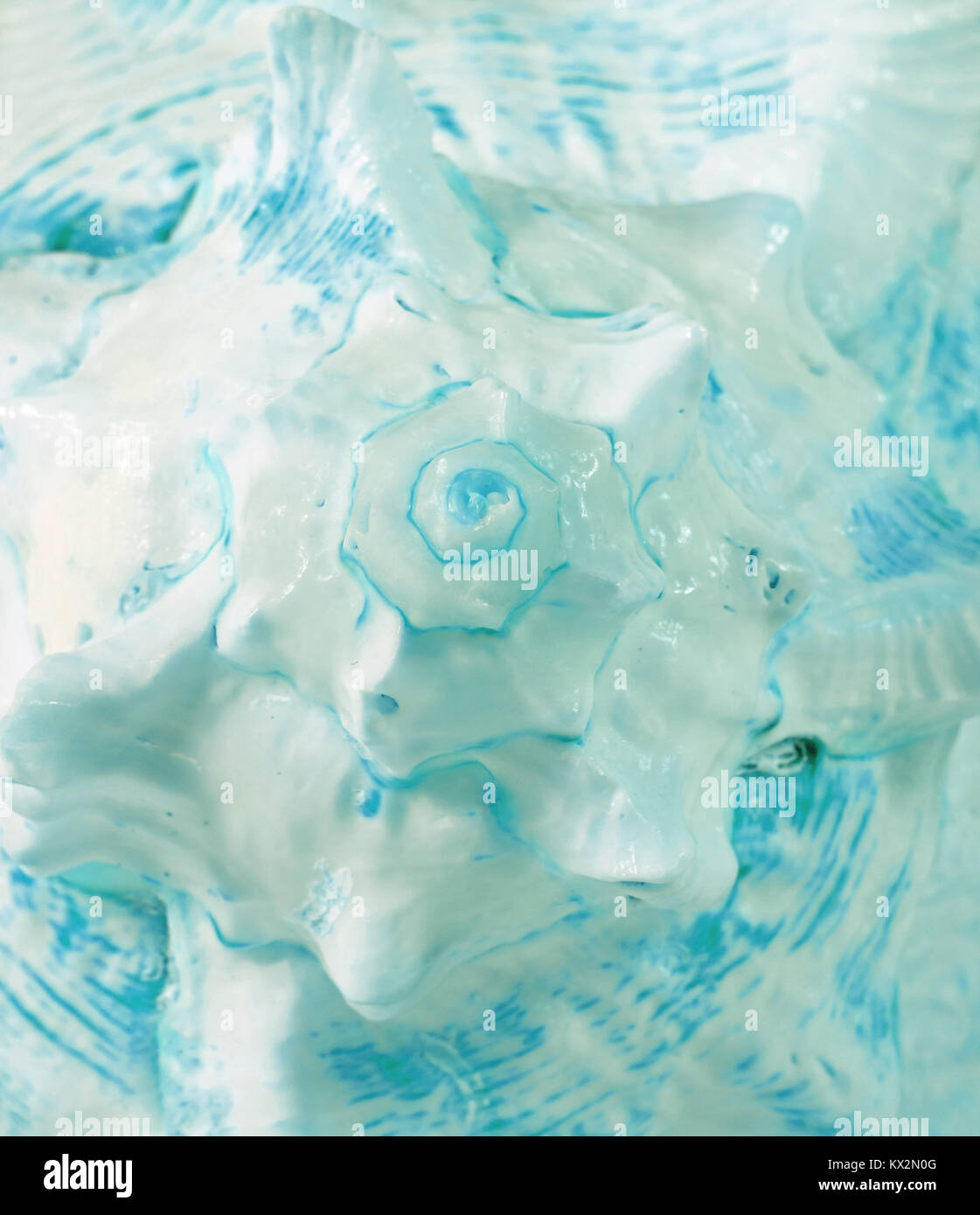 Closed up spiral and texture of Branched Murex sea shell in light ...