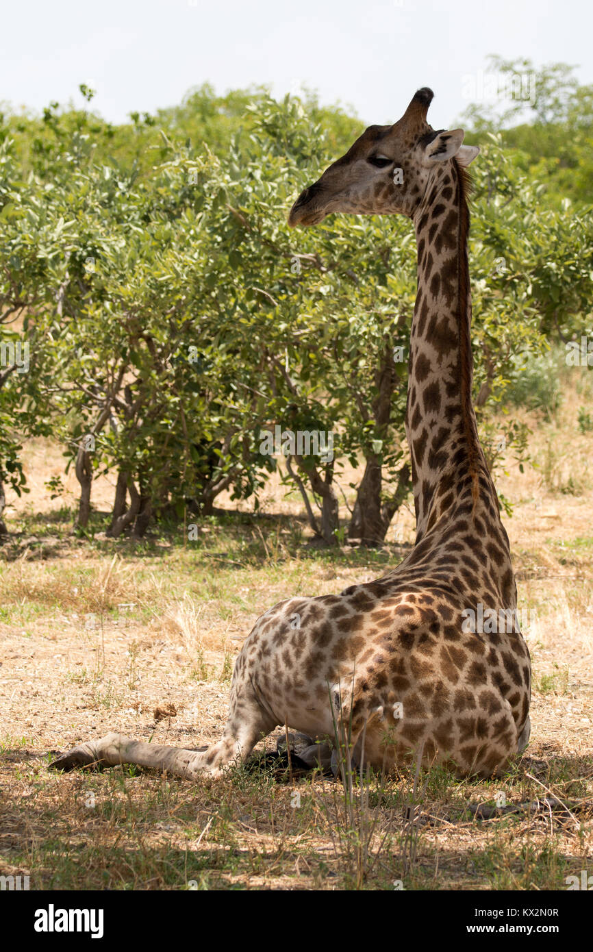 Neck giraffe hi-res stock photography and images - Alamy