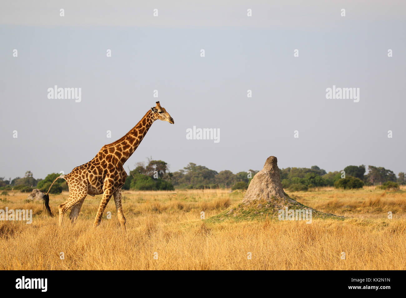 Neck giraffe hi-res stock photography and images - Alamy