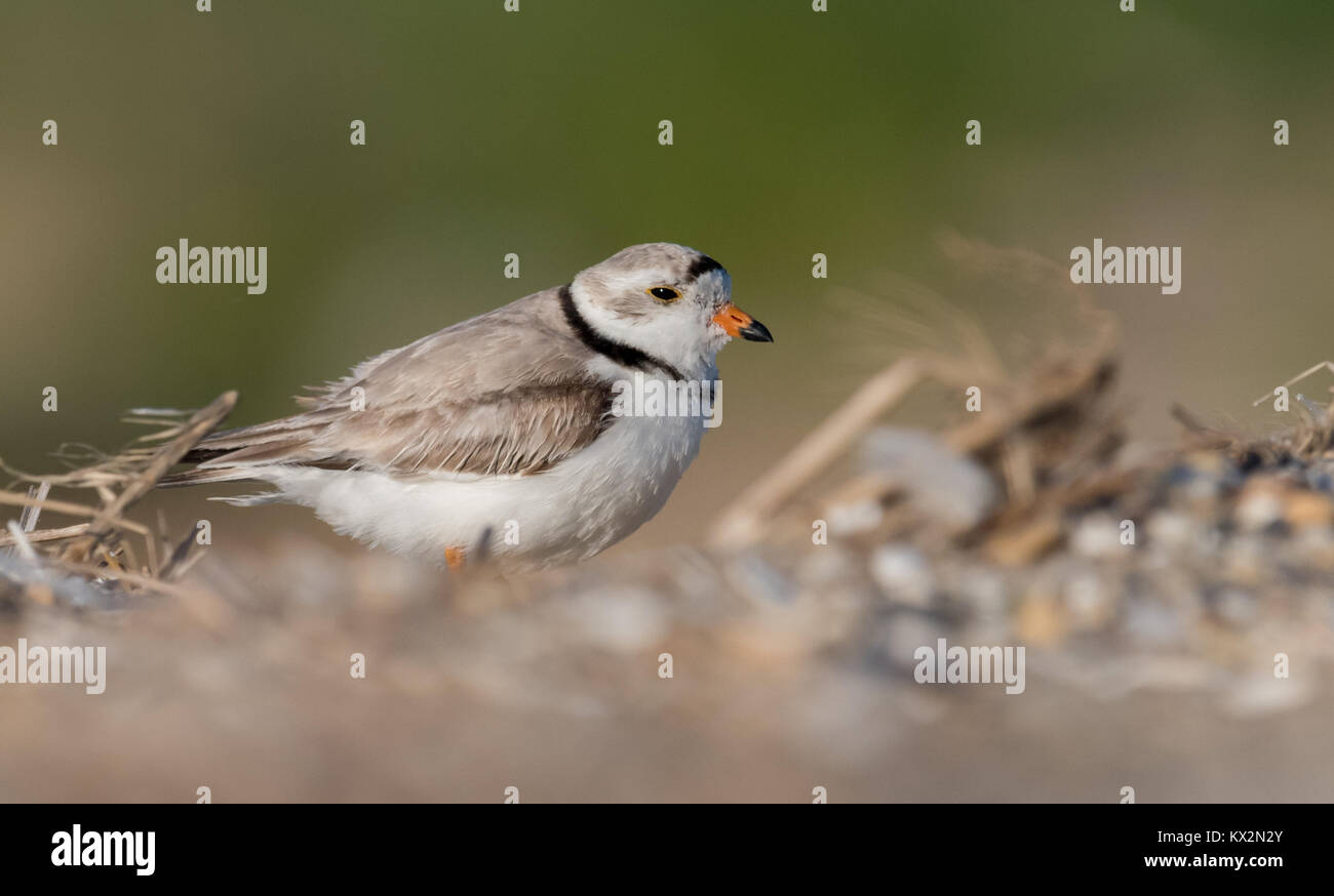 Florida sand piper hi-res stock photography and images - Alamy