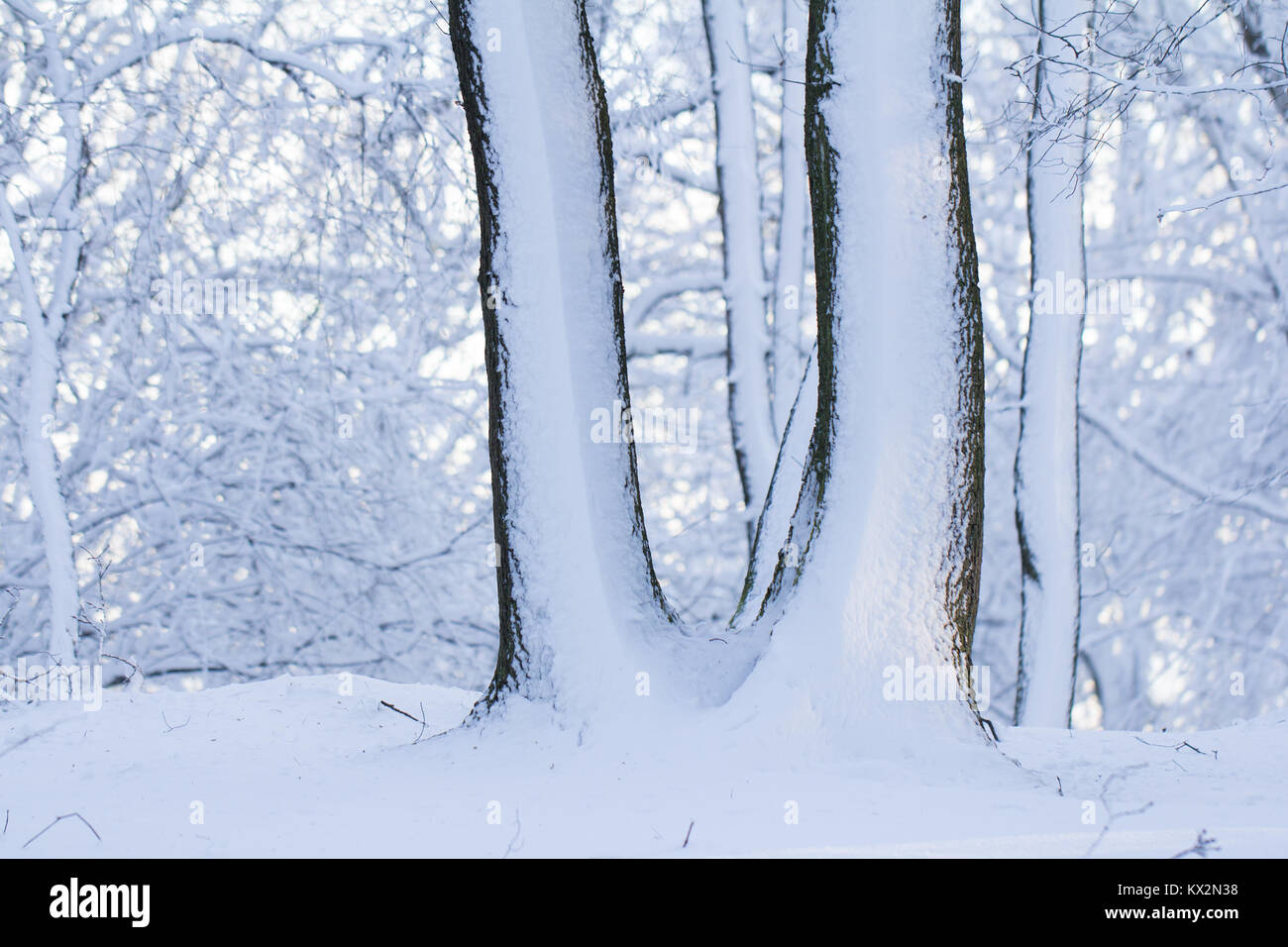 trees covered with snow in winter forest Stock Photo - Alamy