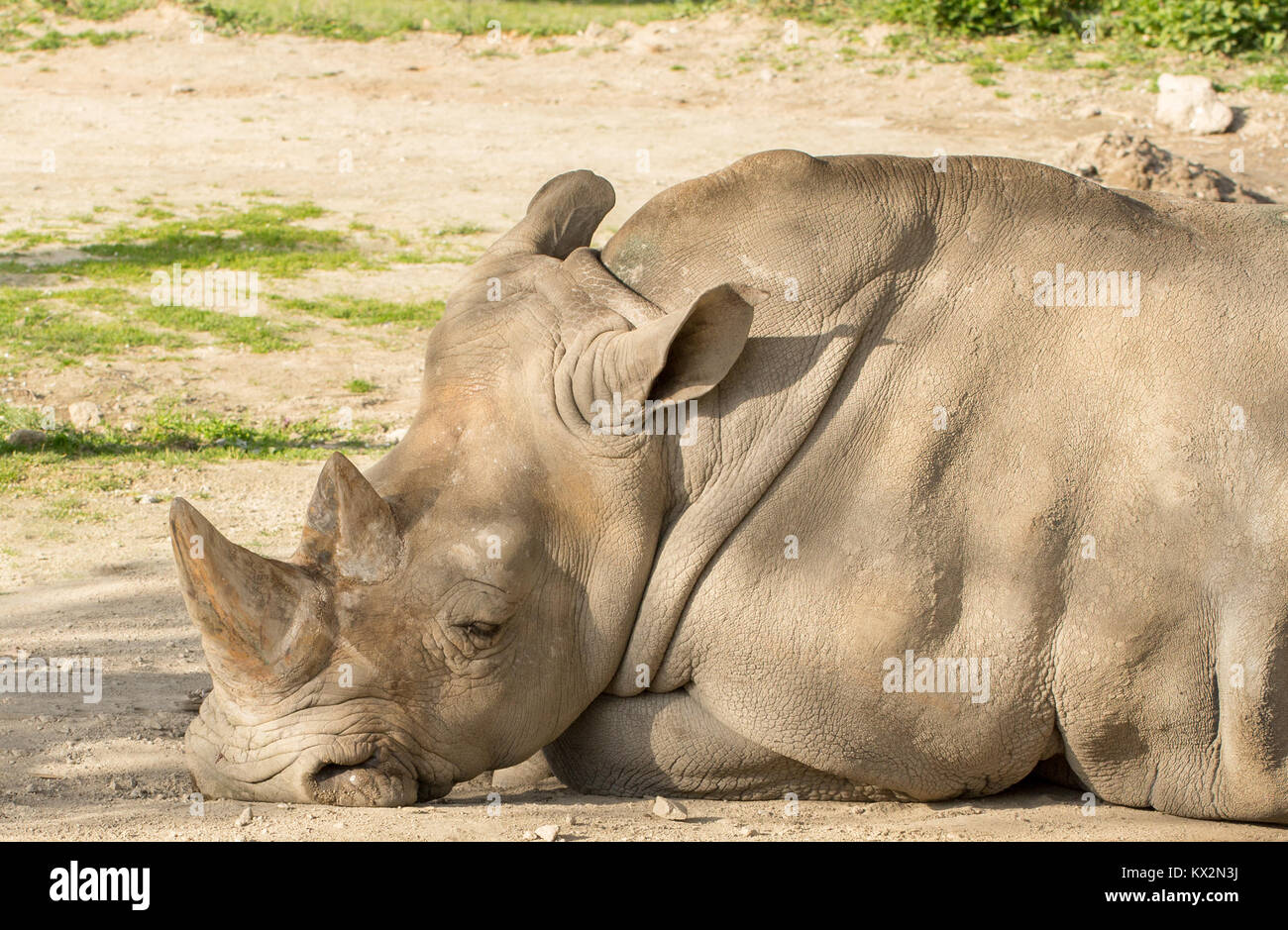 rhinocero head closeup Stock Photo - Alamy
