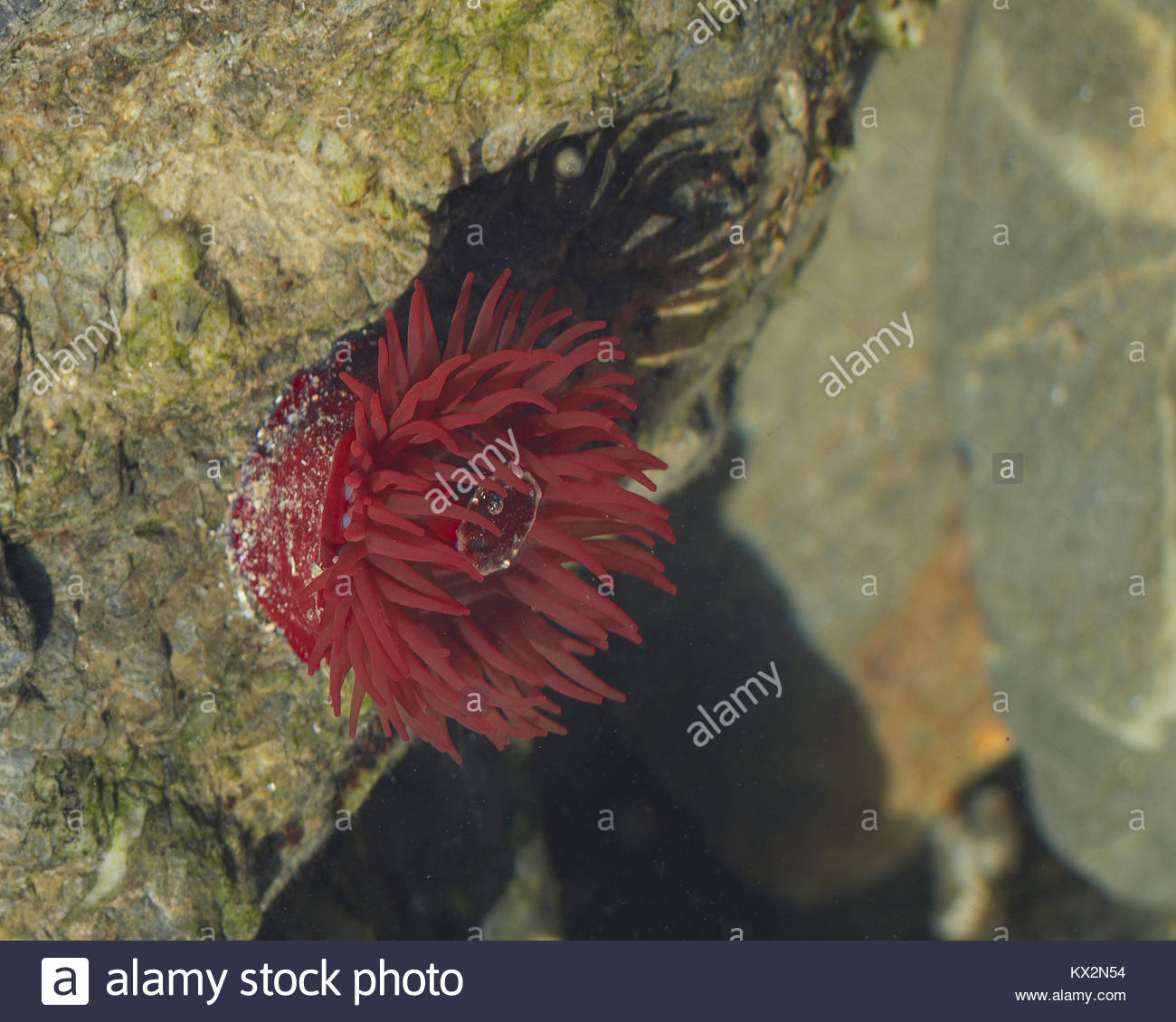 Seaweed Underwater Uk Stock Photos & Seaweed Underwater Uk Stock Images ...