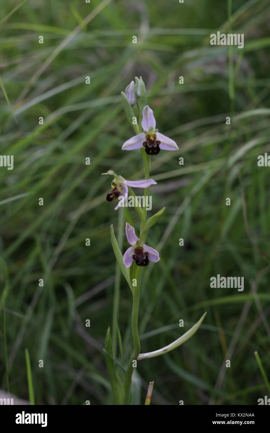 Ophrys apifera bee orchid Stock Photo - Alamy