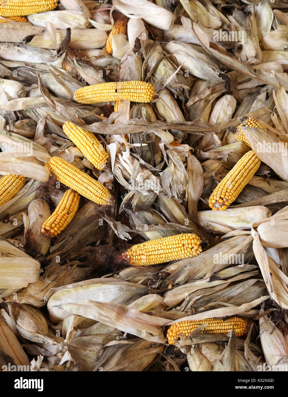 rural background of yellow corn on the cob in autumn Stock Photo - Alamy