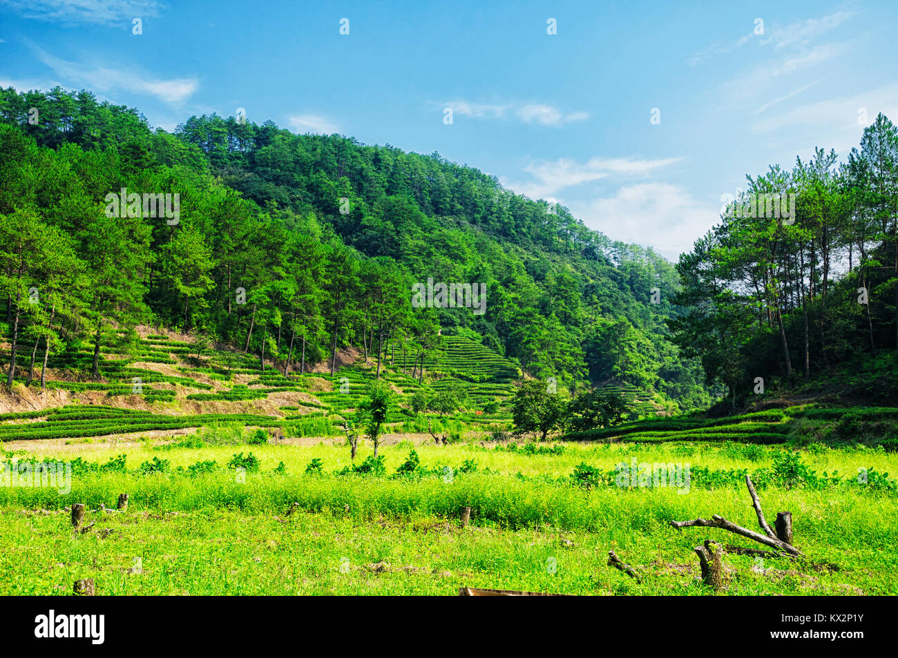 Da Hong Pao Cha or big red robe tea fields in Wuyishan scenic area of ...