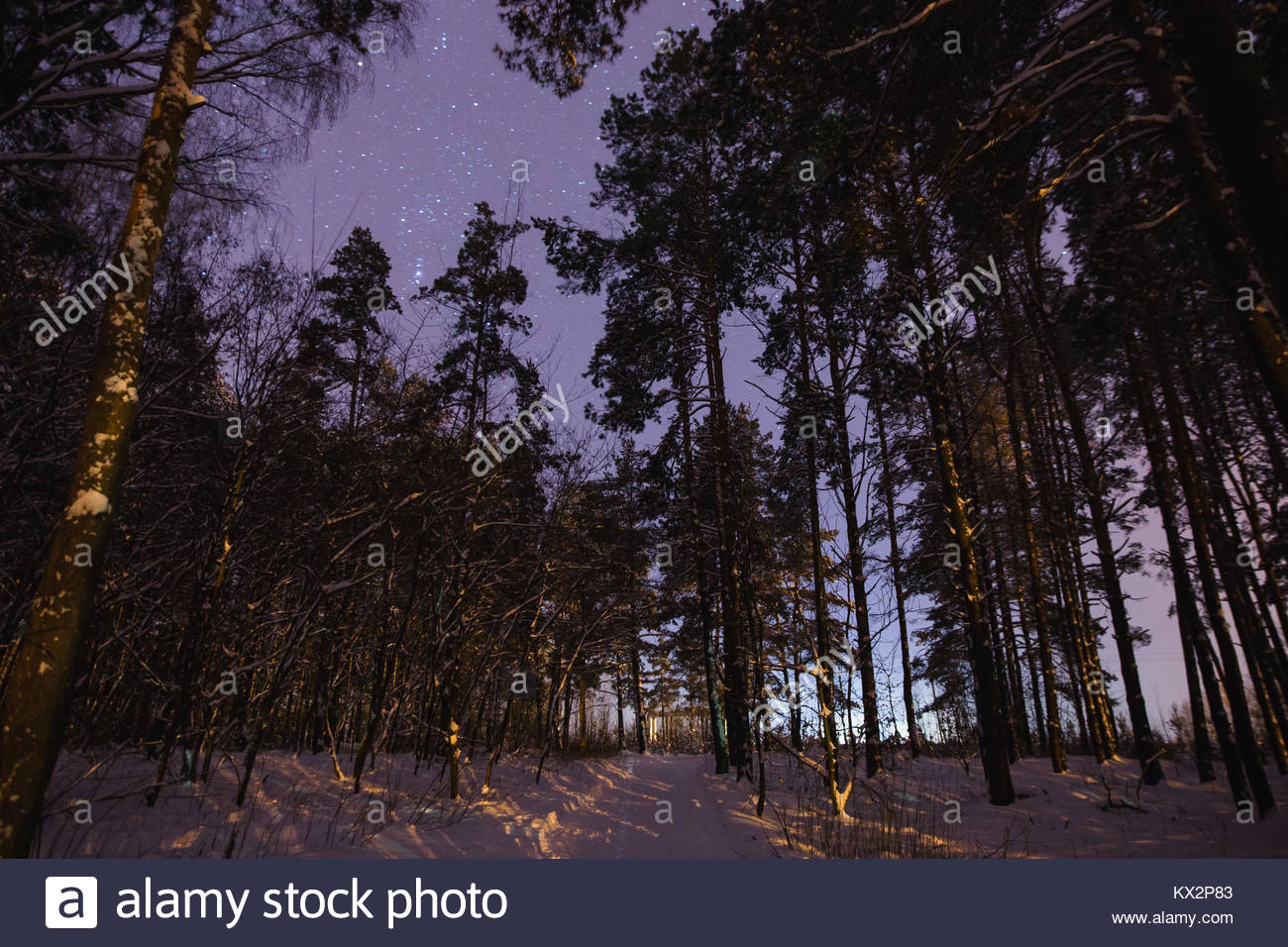 Pine Trees Forest Snow Night Stock Photos & Pine Trees Forest Snow ...