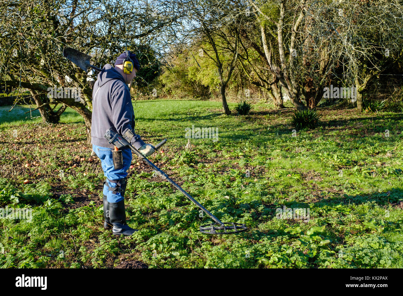 MAN METAL DETECTING IN OLD ORCHARD WITH METAL DETECTING EQUIPMENT ...