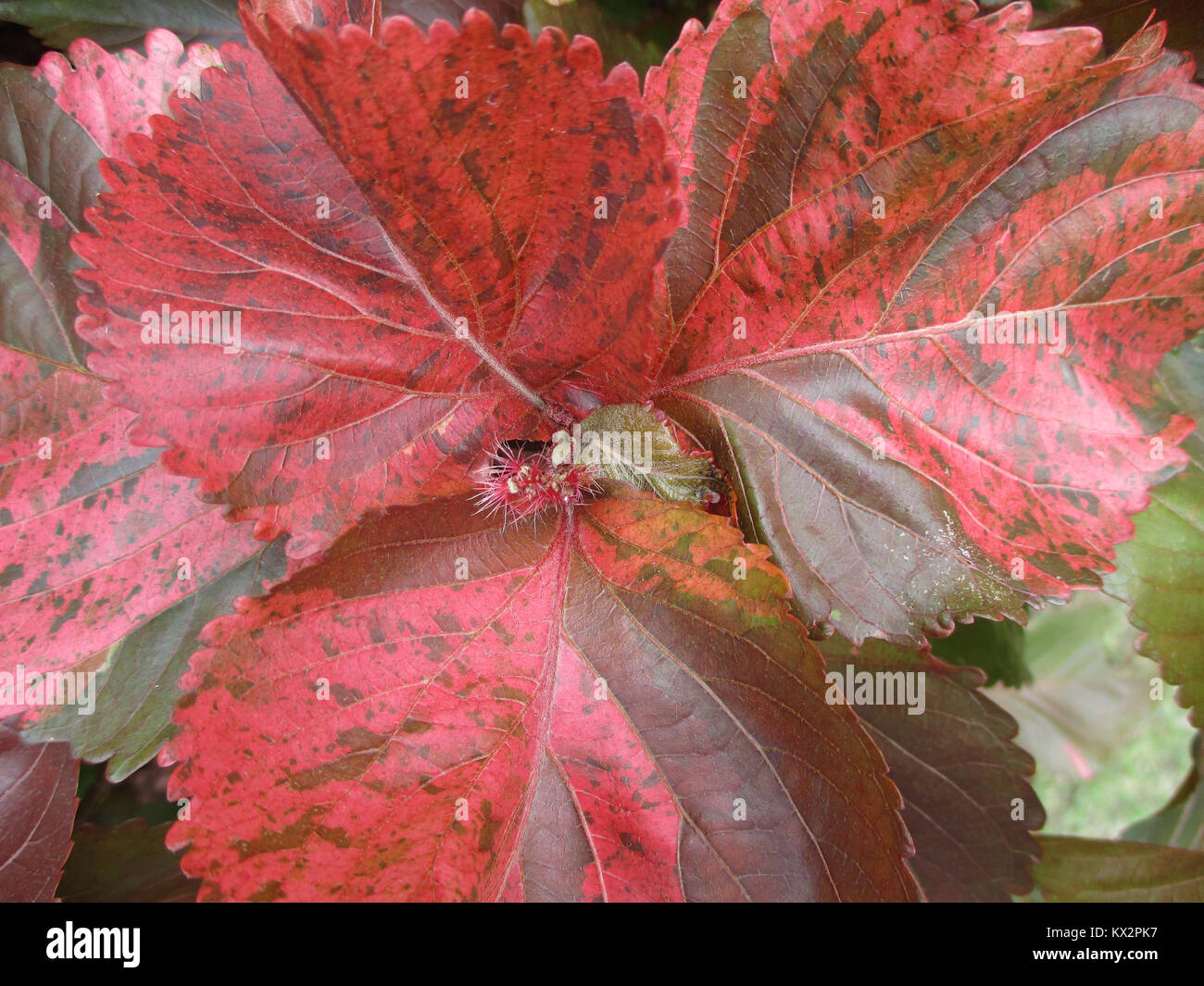 Closed up unique Pattern of Red with Brown Accent Tropical Plant Leaves ...