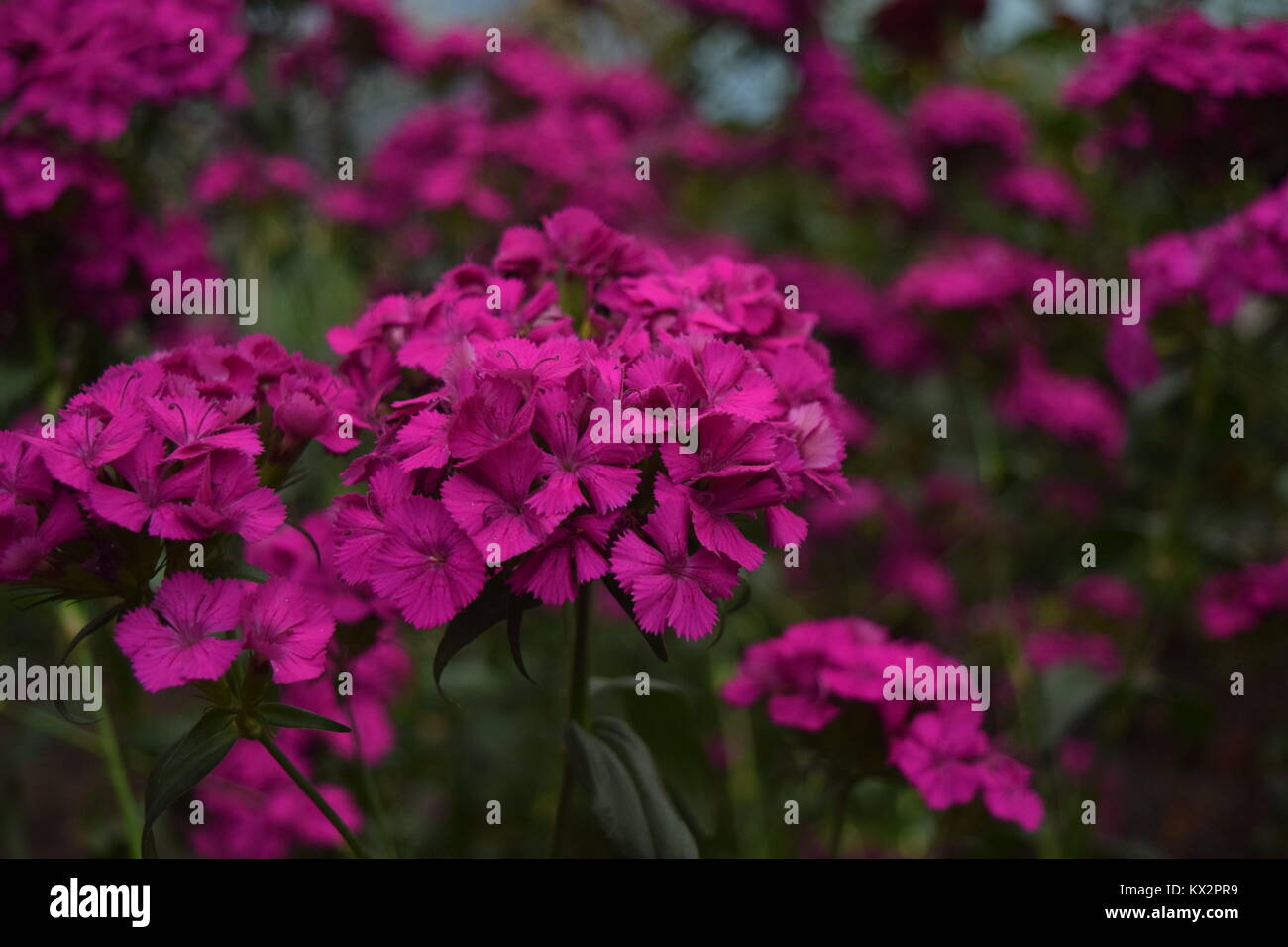 Pink Flower The Eden Project photo Stock Photo - Alamy