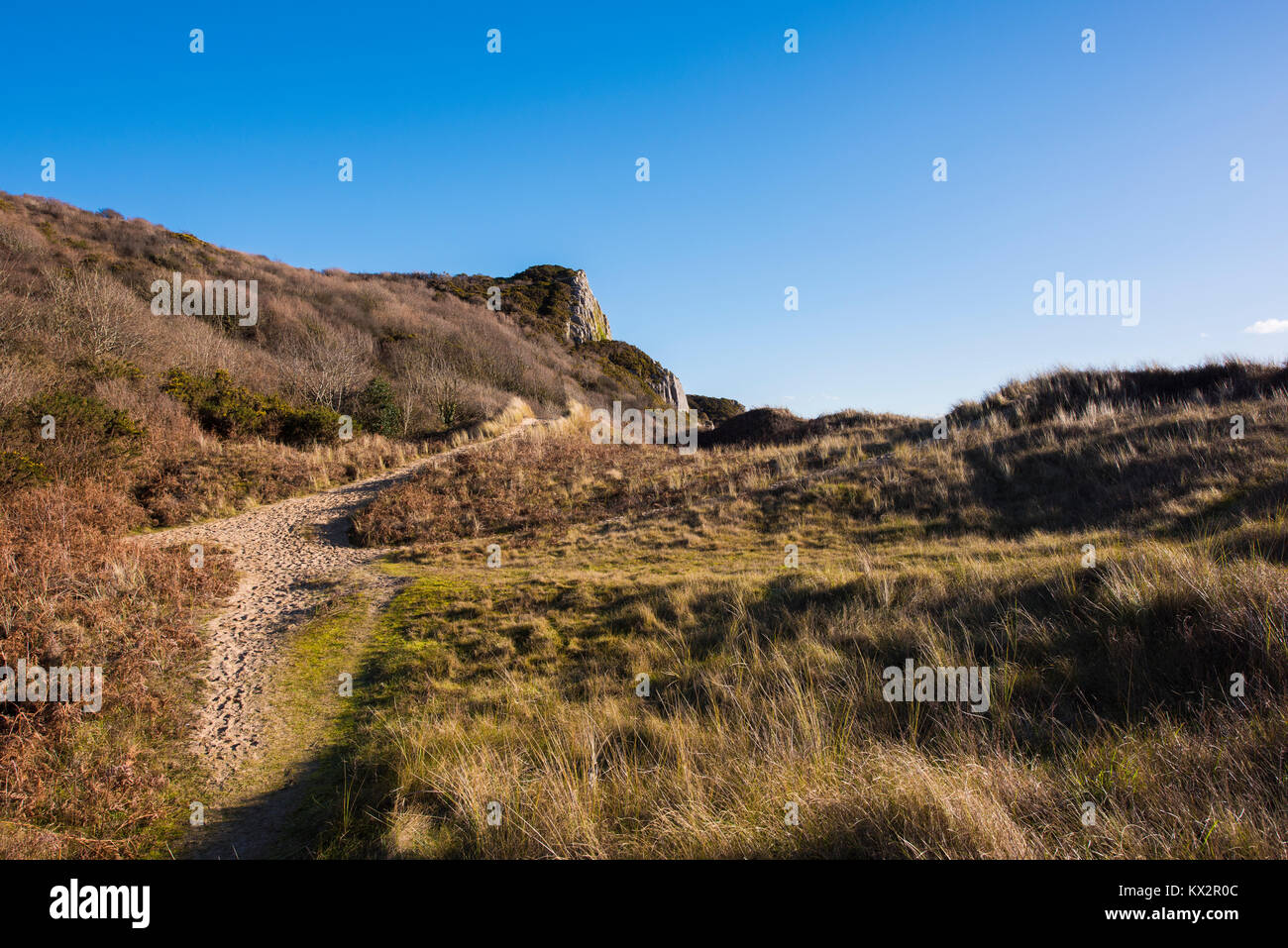 Pathways to Great Tor cliff in the dunes of Nicholaston Burrows, Oxwich ...