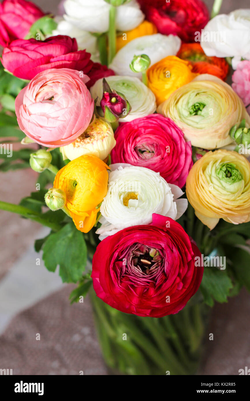 RANUNCULUS BULBOSUS, spring colorful bunch of flowers, womens day ...