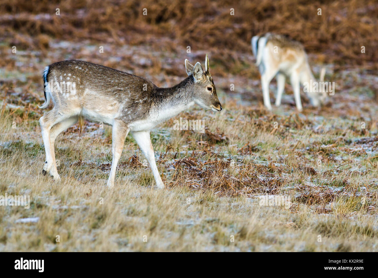 Fallow Deer Grazing amid Early Morning Winter Frost at Bradgate Park ...
