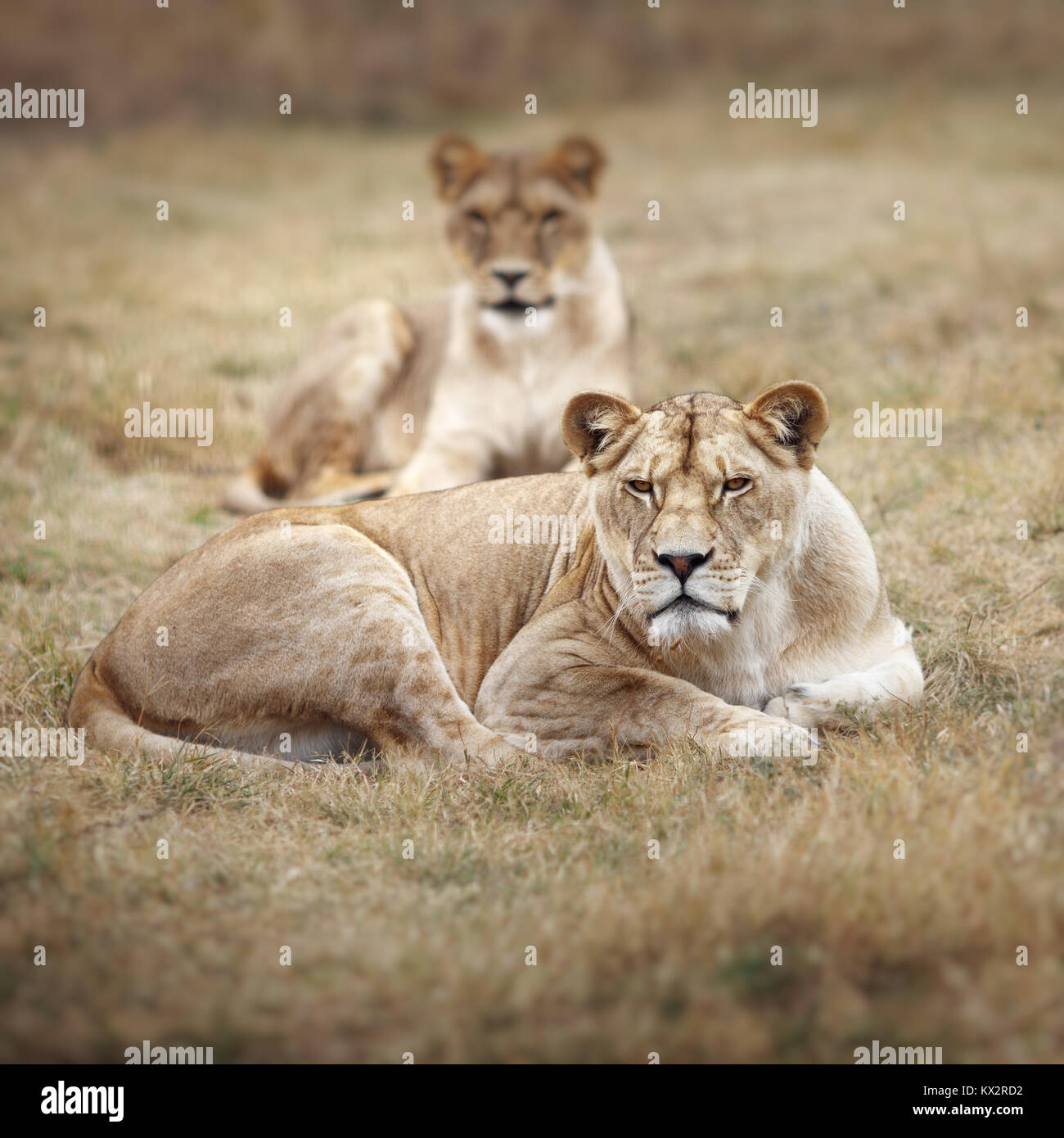 Africa savanna lion lioness sunset hi-res stock photography and images ...