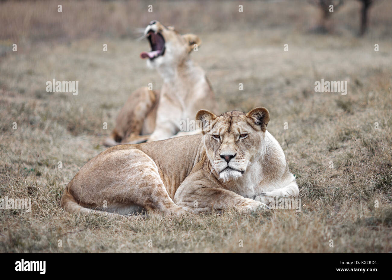 Lioness female (Panthera leo). lioness in the savanna Stock Photo - Alamy