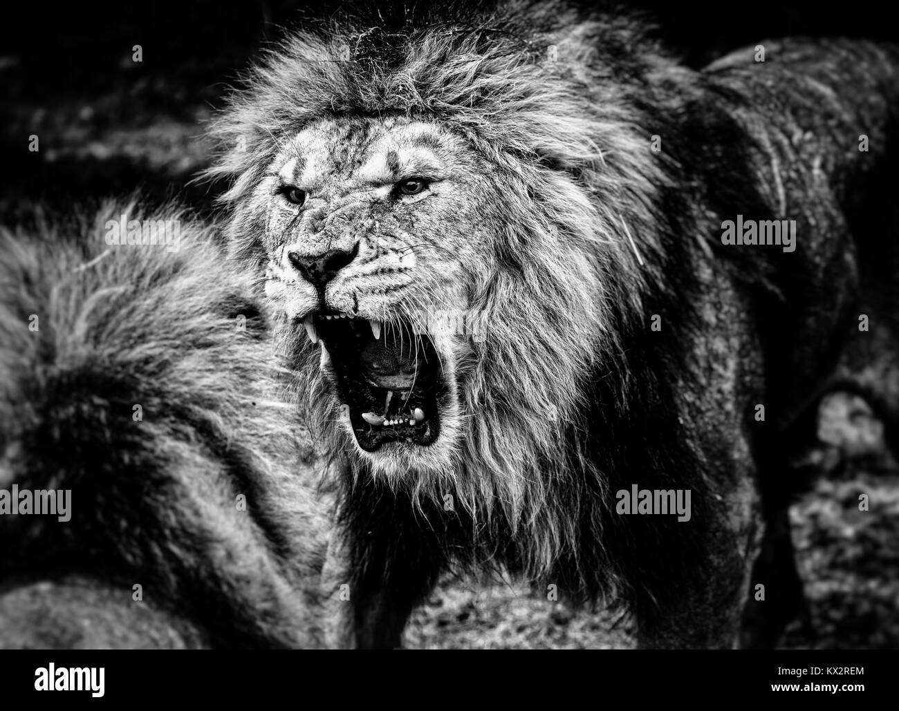 Lion fighting Black and White Stock Photos & Images - Alamy