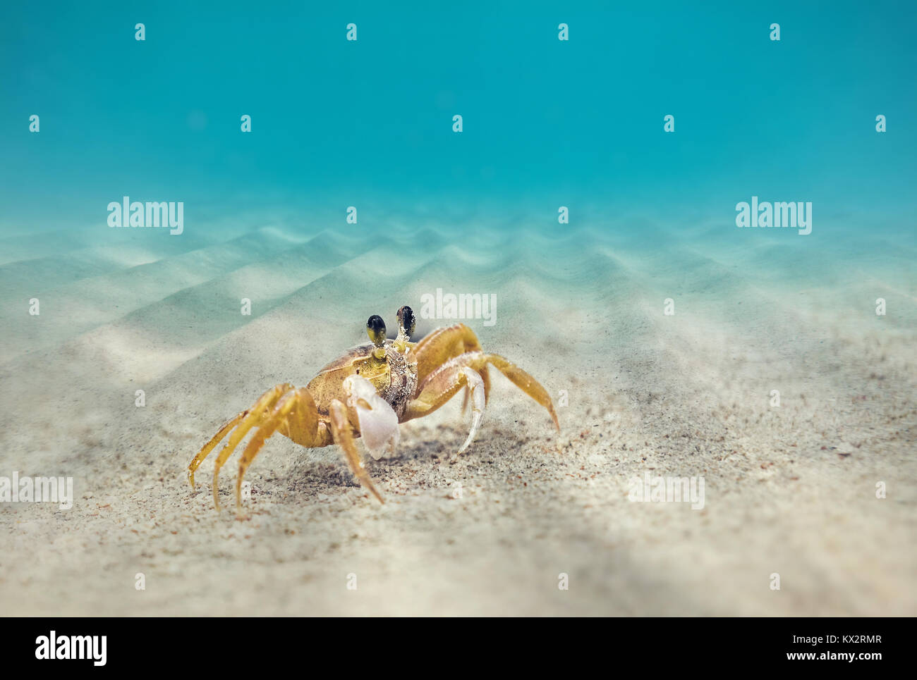 Caribbean Crab High Resolution Stock Photography and Images - Alamy