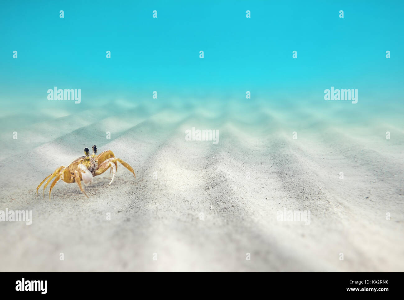 Underwater, Crab on the sandy bottom Stock Photo - Alamy