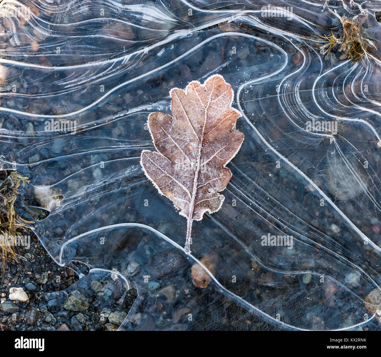 A frozen leaf sitting on some nice ice patterns on a very still crisp ...