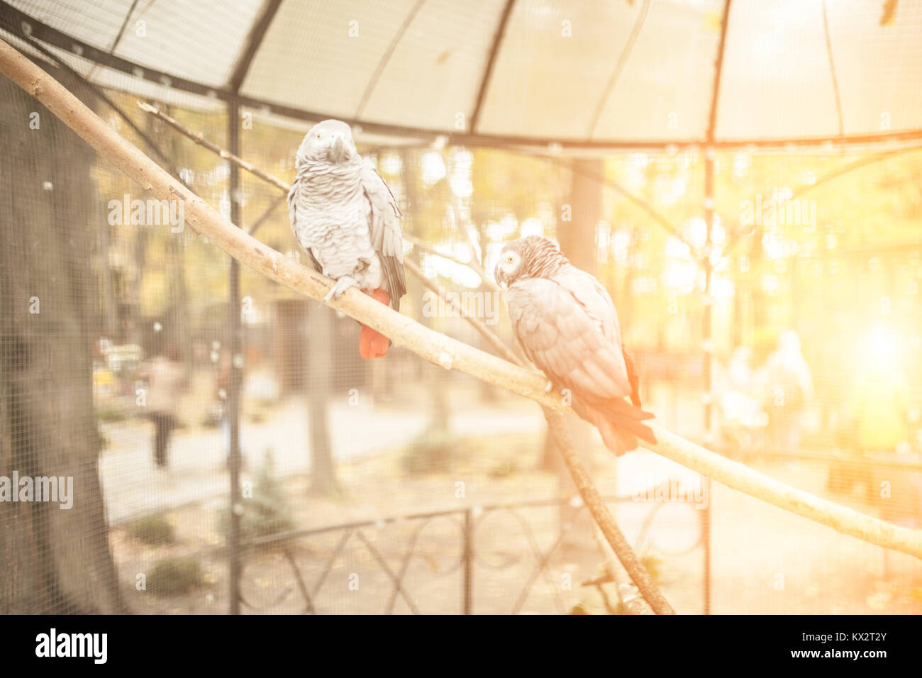 Two beautiful parrot in a zoo cage tropical gray bird in the aviary ...