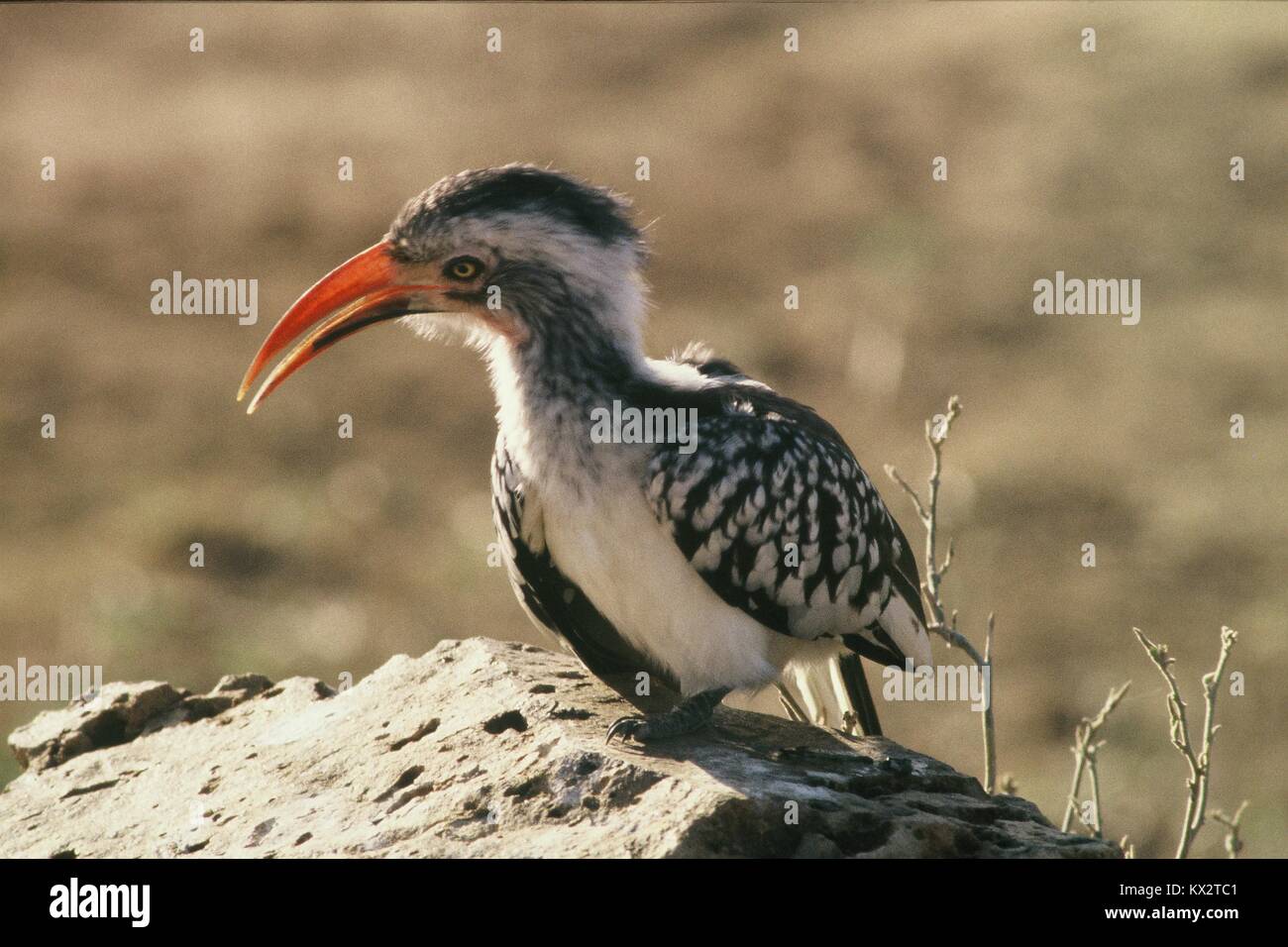 Young red billed hornbill leaves the trees to hunt insects hi-res stock ...