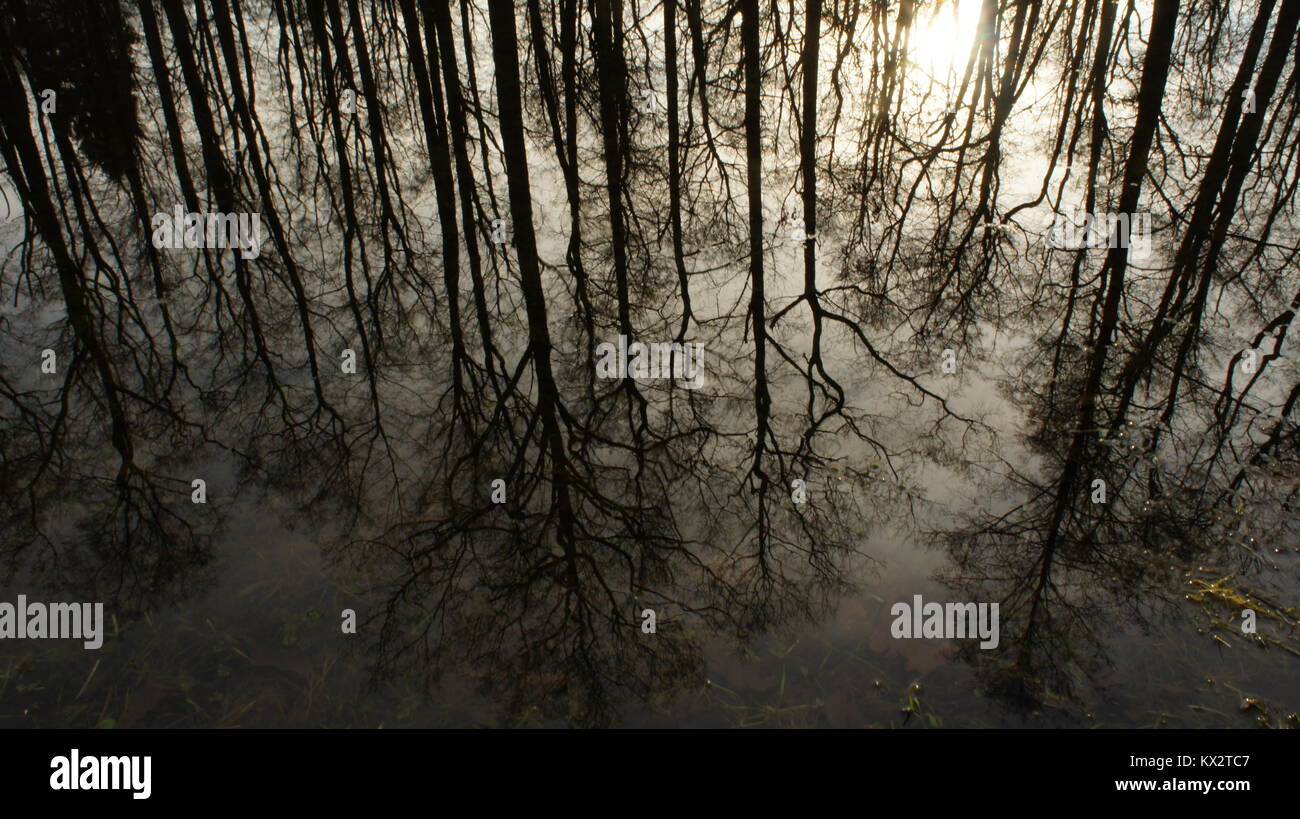 Winter in the forest. Reflection of pines in an open bog and ripples in ...