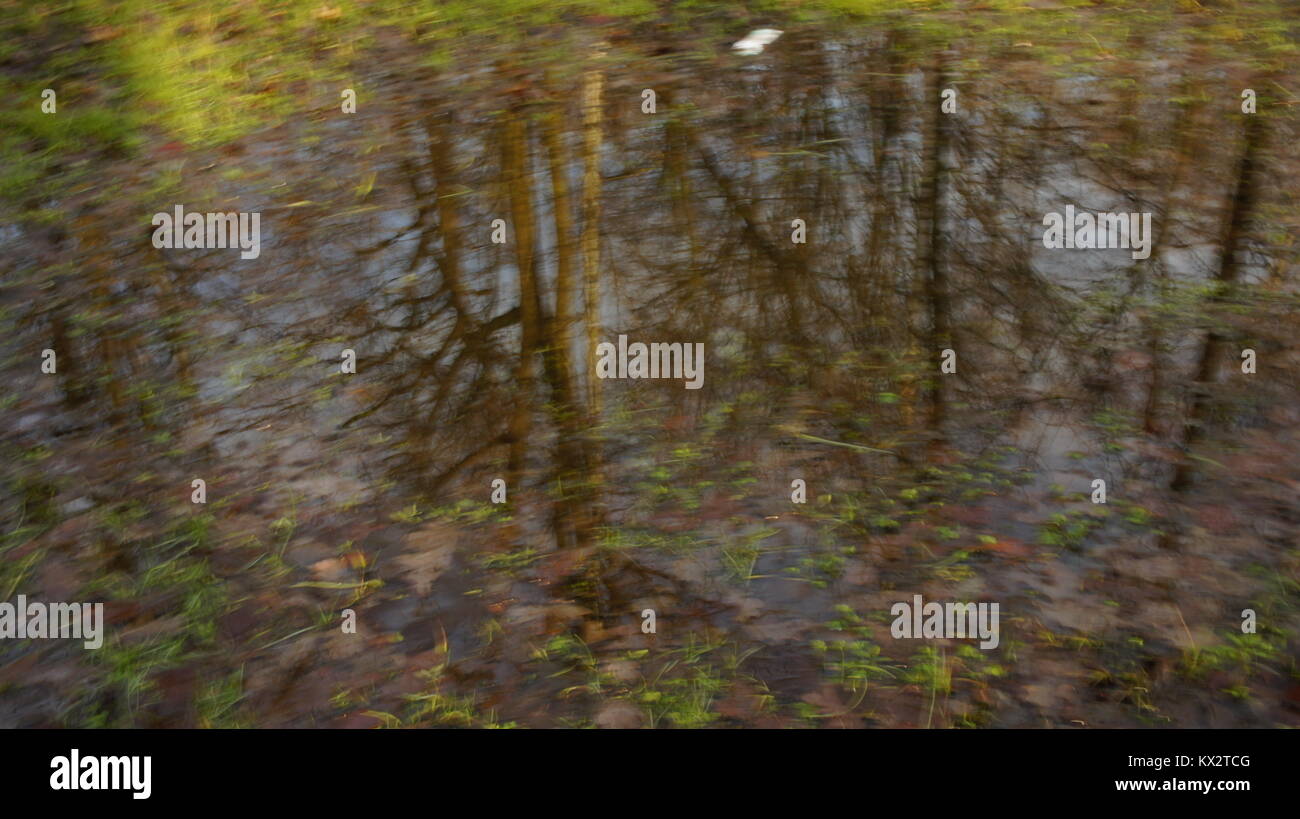 Winter in the forest. Reflection of pines in an open bog and ripples in ...