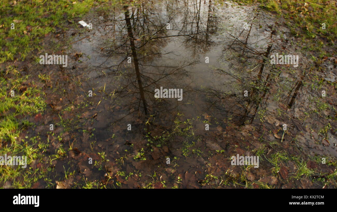 Winter in the forest. Reflection of pines in an open bog and ripples in ...