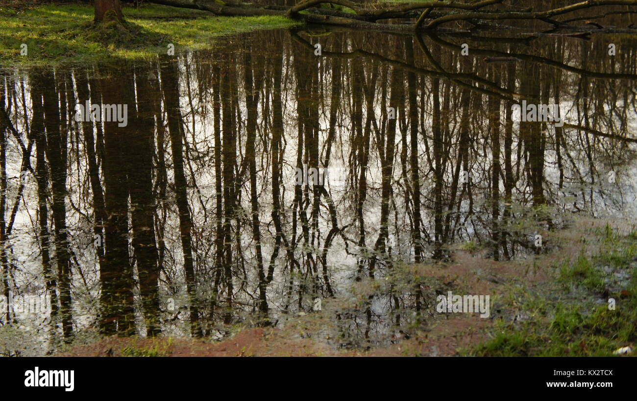 Winter in the forest. Reflection of pines in an open bog and ripples in ...