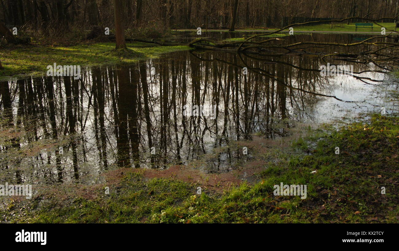 Winter in the forest. Reflection of pines in an open bog and ripples in ...