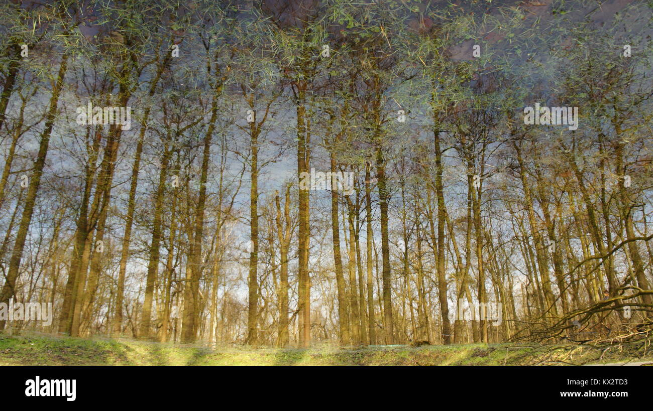 Winter in the forest. Reflection of pines in an open bog and ripples in ...