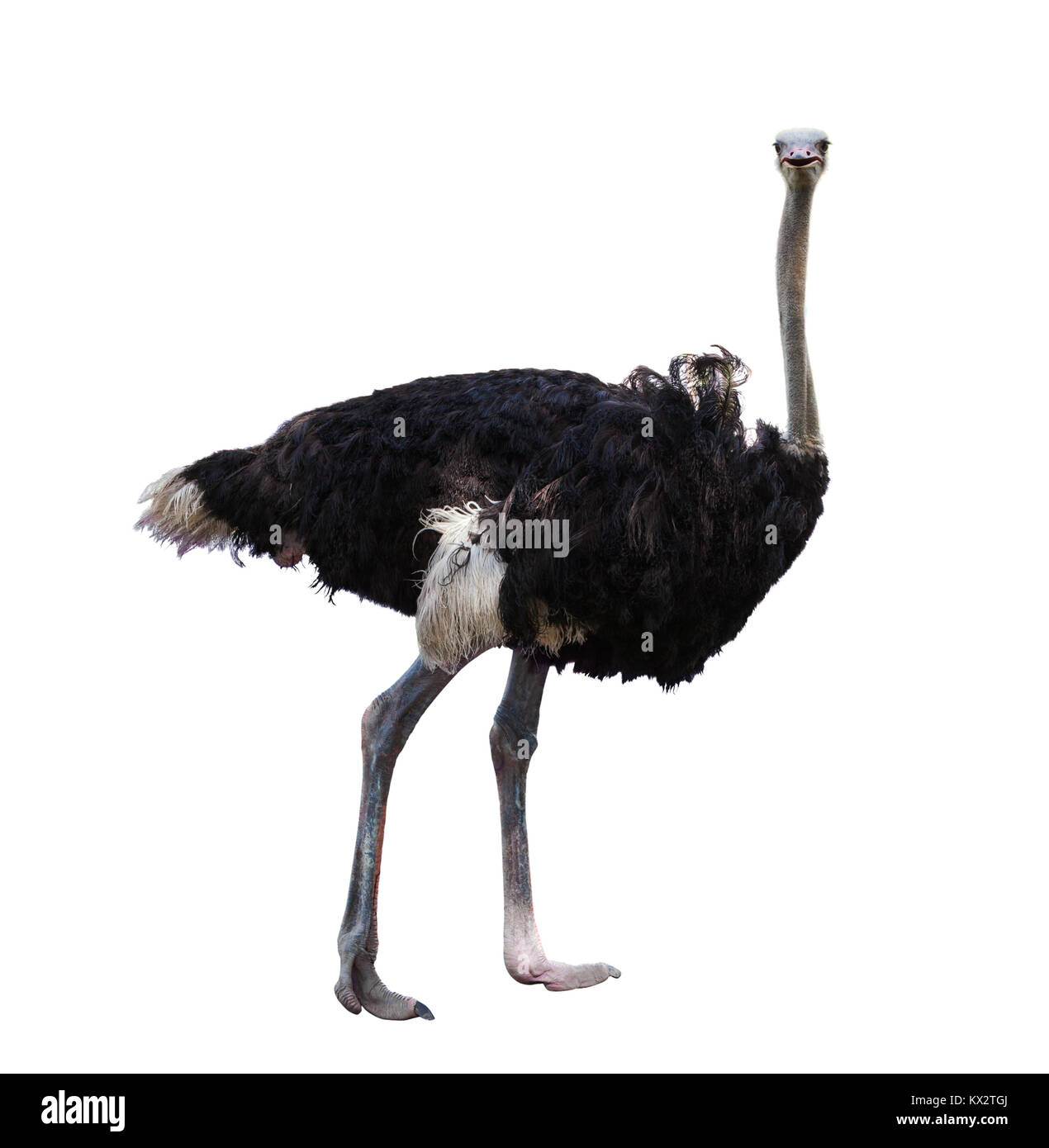 Ostrich running Cut Out Stock Images & Pictures - Alamy