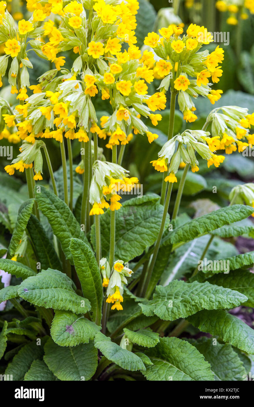 Primula elatior elatior hi-res stock photography and images - Alamy