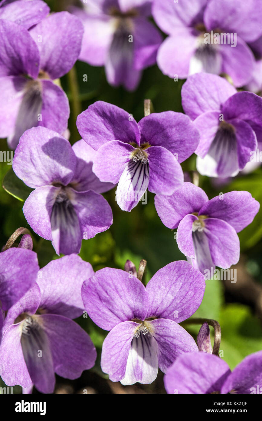 Viola jooi "Soft lilac Stock Photo - Alamy